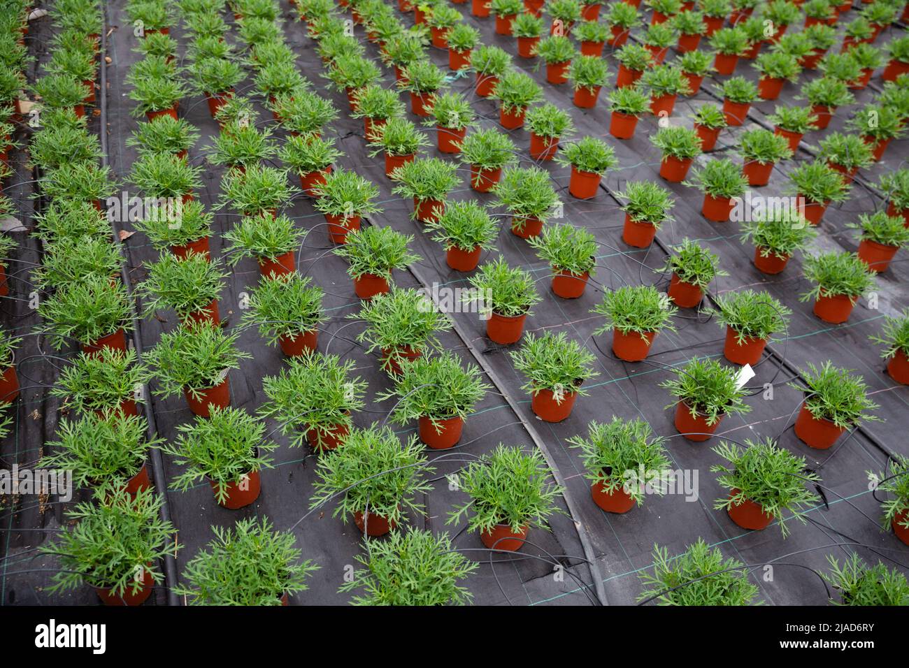Rows of white perc plants in pots in greenhouse Stock Photo - Alamy