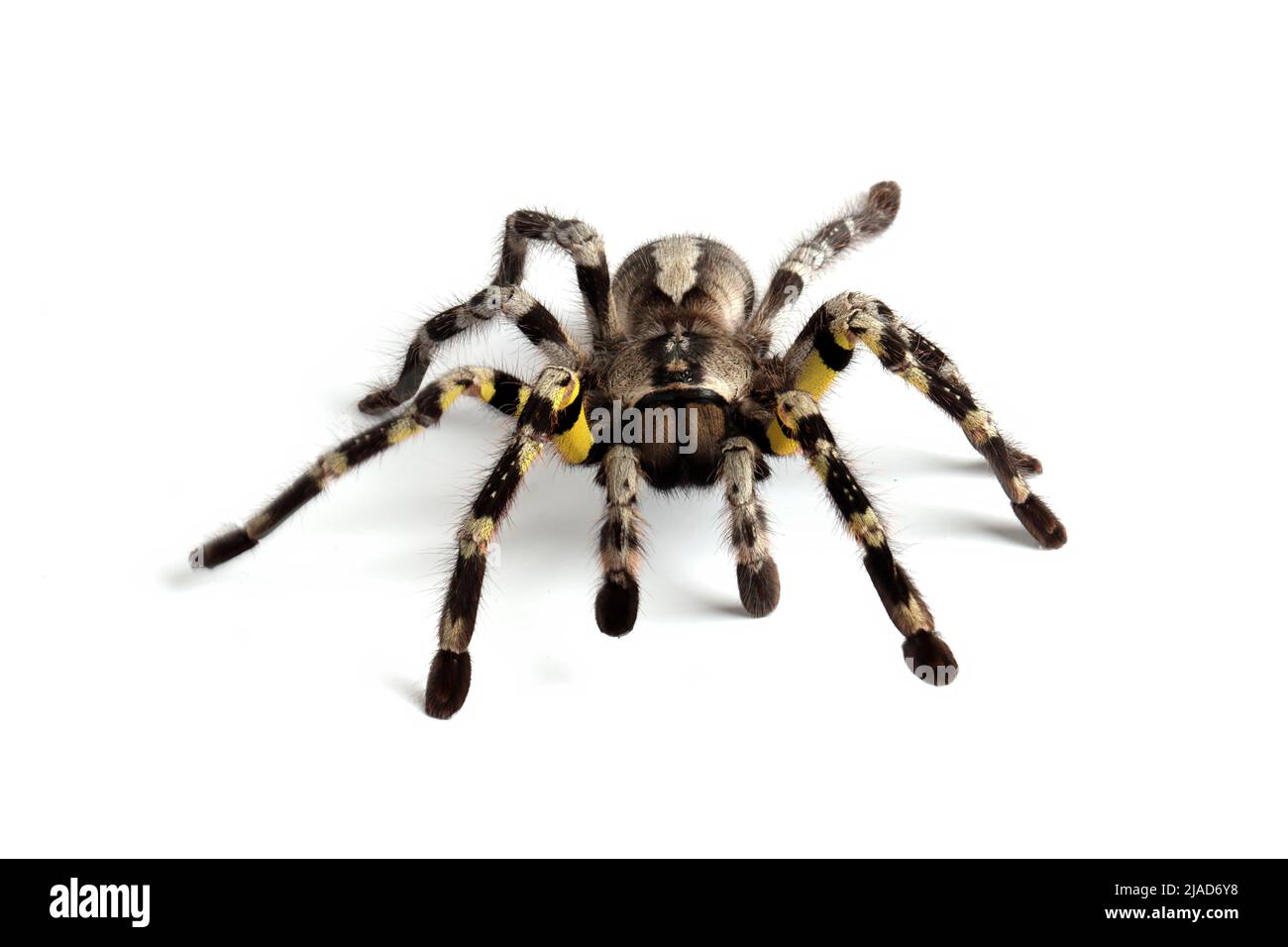 Indian ornamental spider on a white background Stock Photo - Alamy
