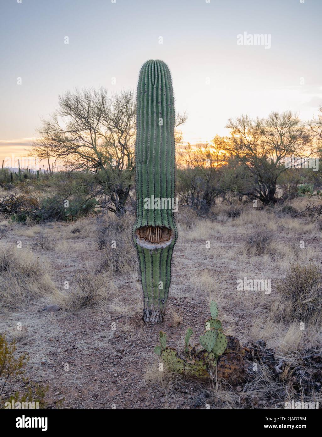 Damaged Saguaro cactus in Sonoran Desert Stock Photo - Alamy
