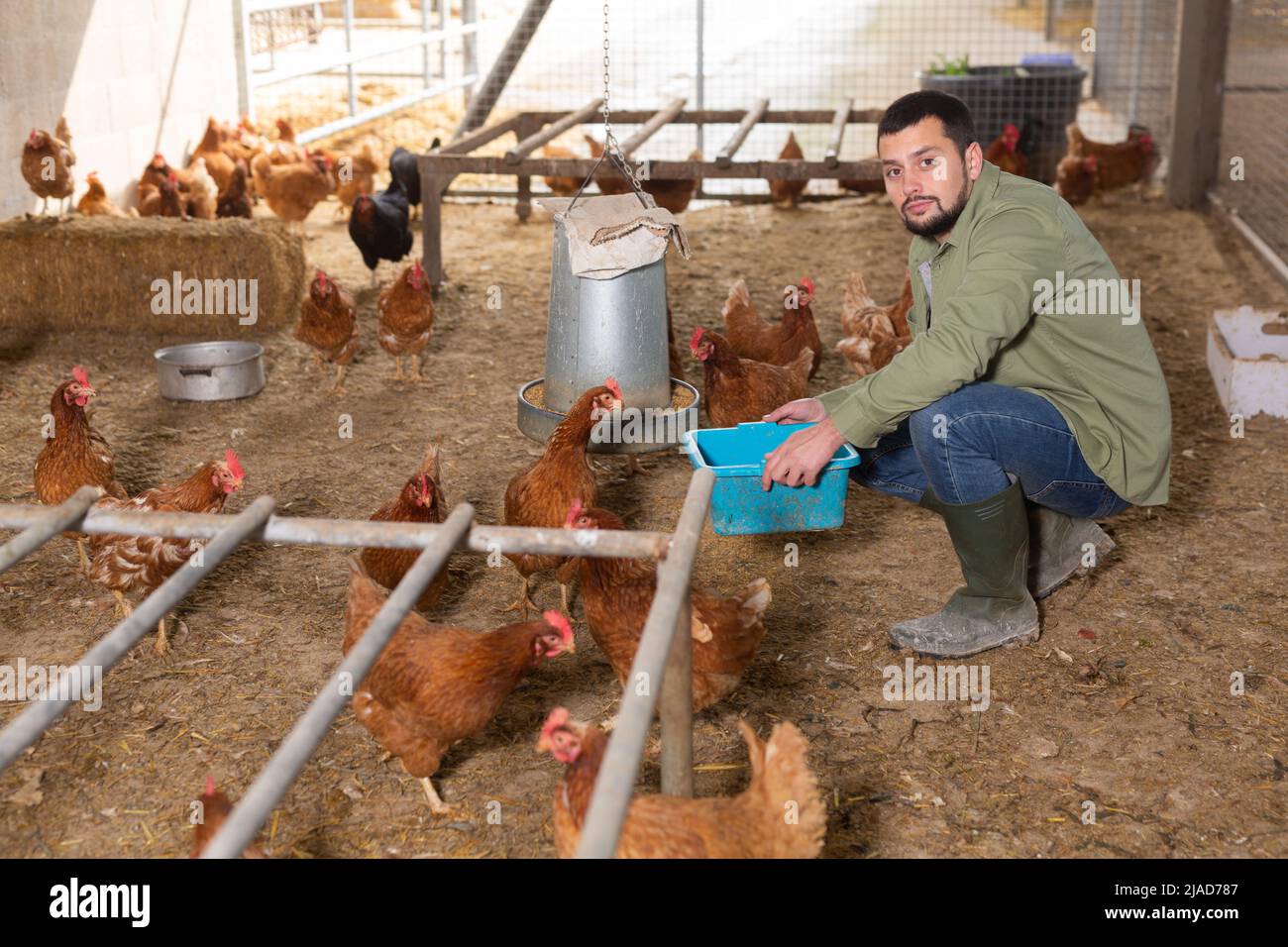 Male farmer feeding chickens in chicken coop Stock Photo - Alamy