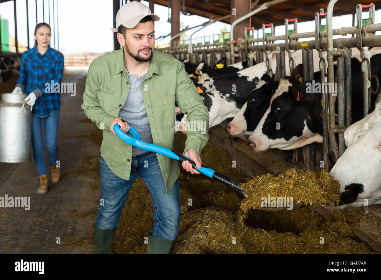 Farmer with shovel working and taking care cows Stock Photo - Alamy