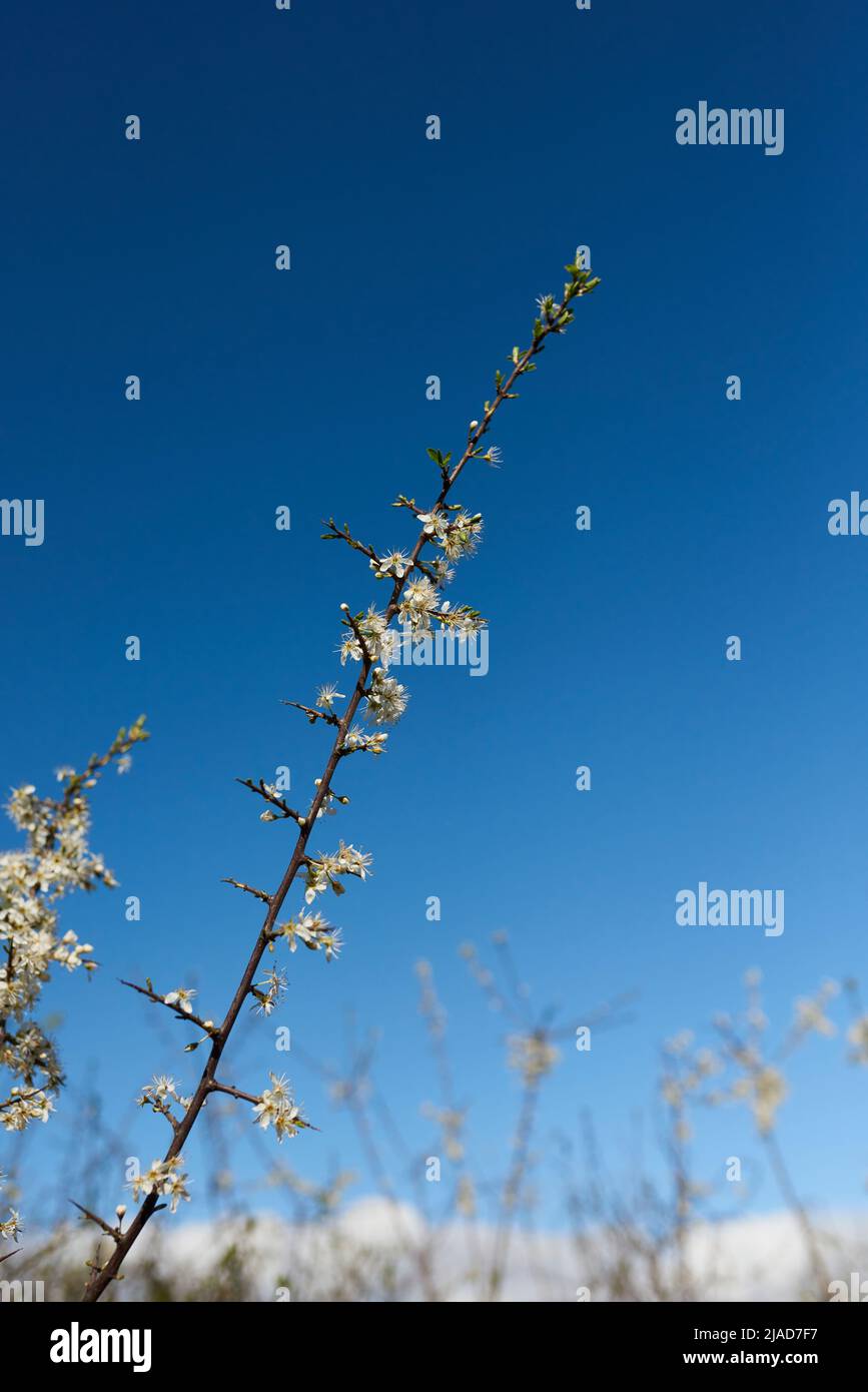 Tree branch with spines and flowers with blue sky background in north ...