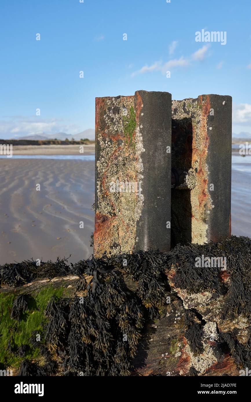 Timber groyne, wooden beach protection with algal growth and seaweed ...