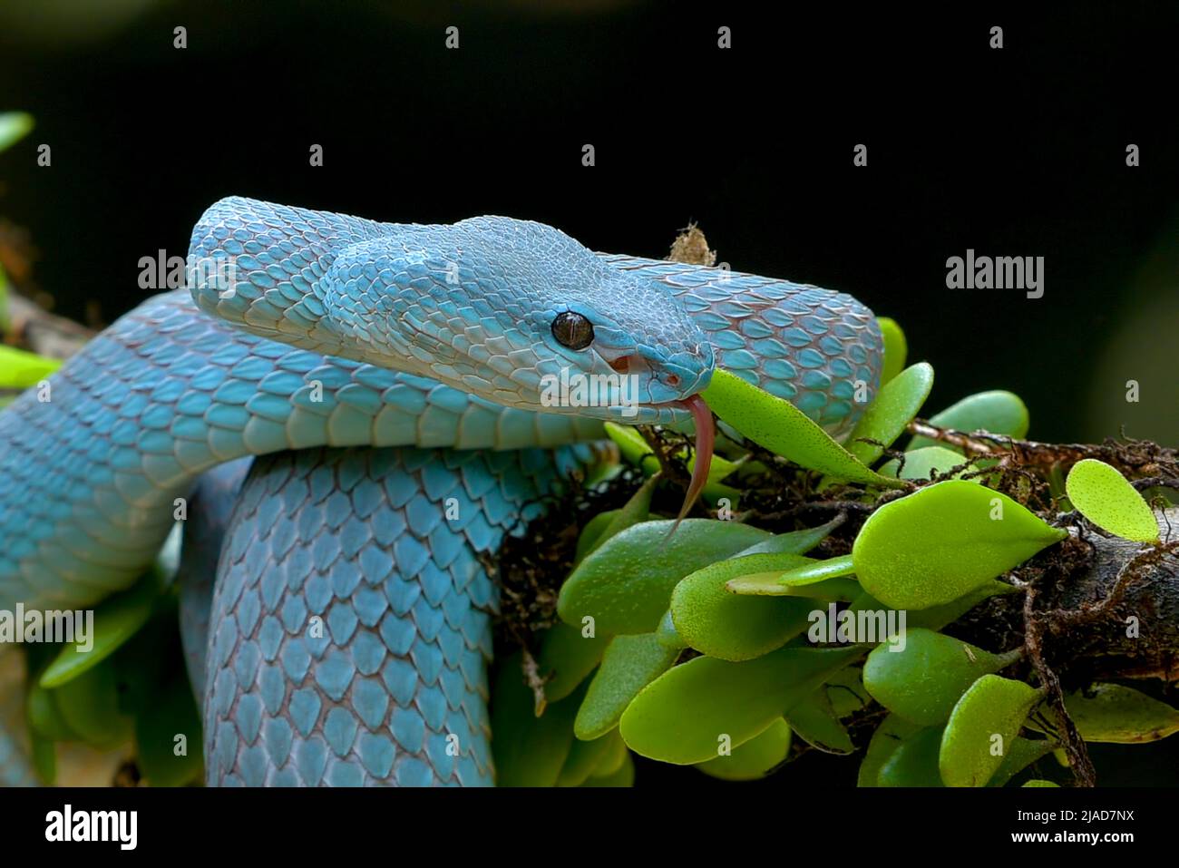 Close-up of a white-lipped island pit viper on a branch, Indonesia ...