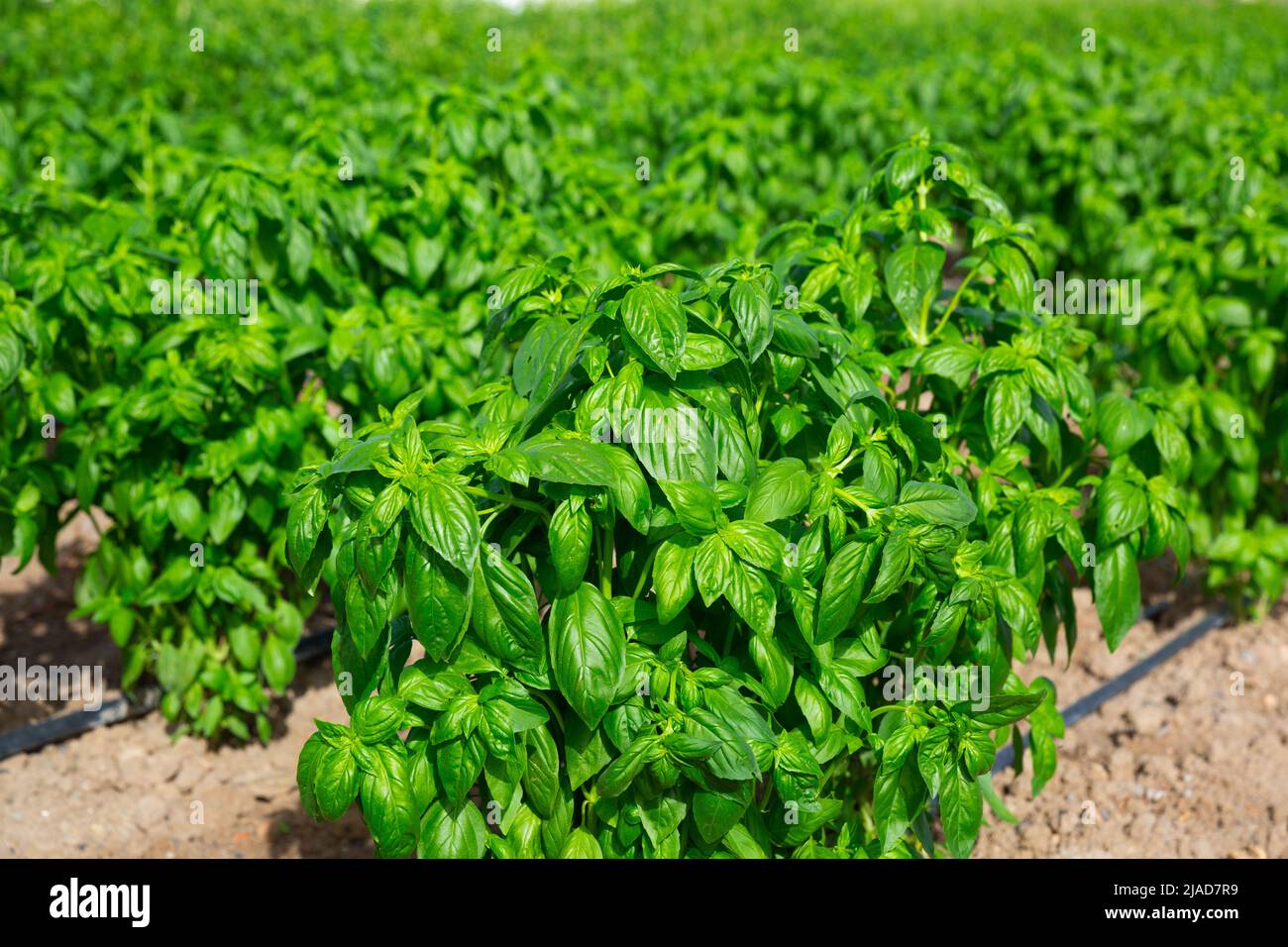 Field planted basil agriculture hi-res stock photography and images - Alamy