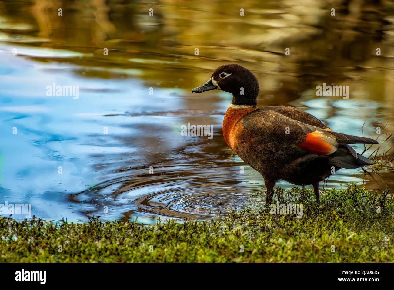 Female Australian Shelduck (Tadorna tadornoides) standing in a river ...