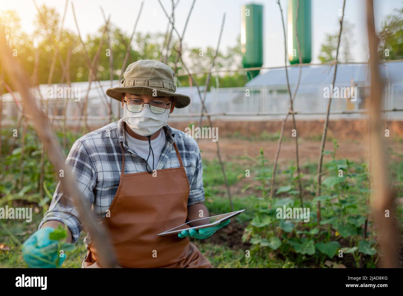 Farmer checking vegetables in a field holding a digital tablet ...