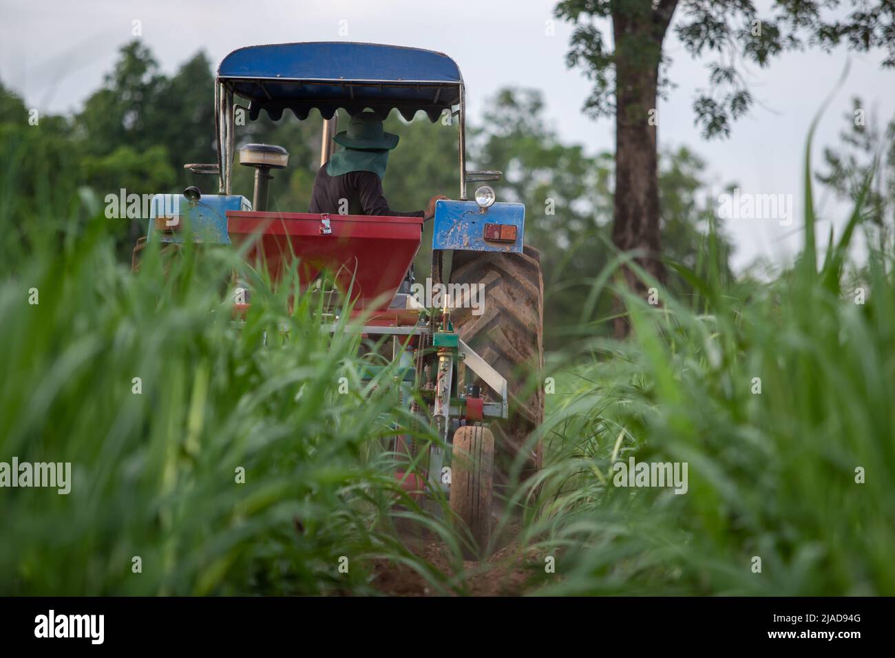 Farmer driving a tractor through a sugar cane field, Thailand Stock ...