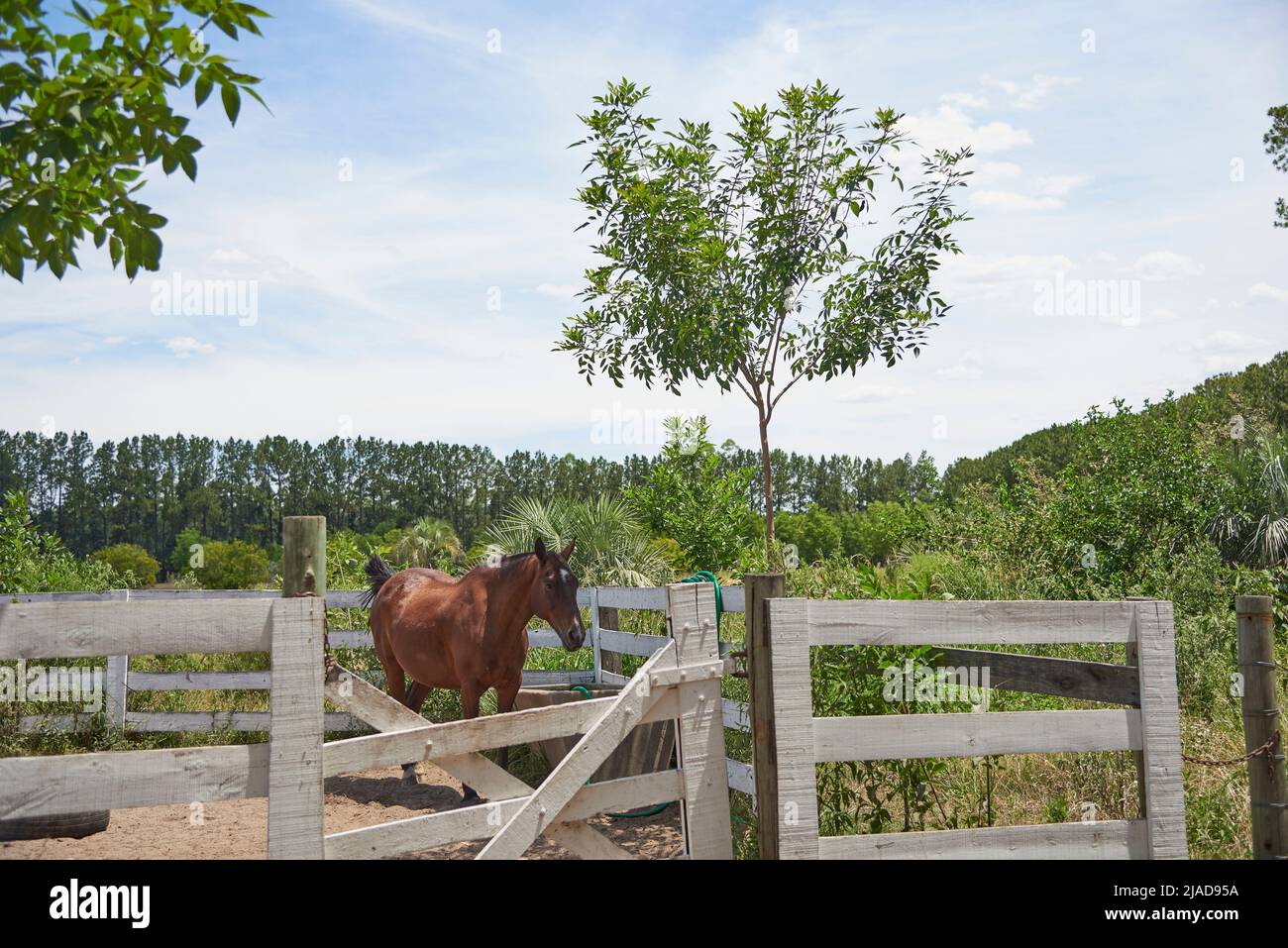 Horse in an enclosure in a rural countryside environment Stock Photo ...