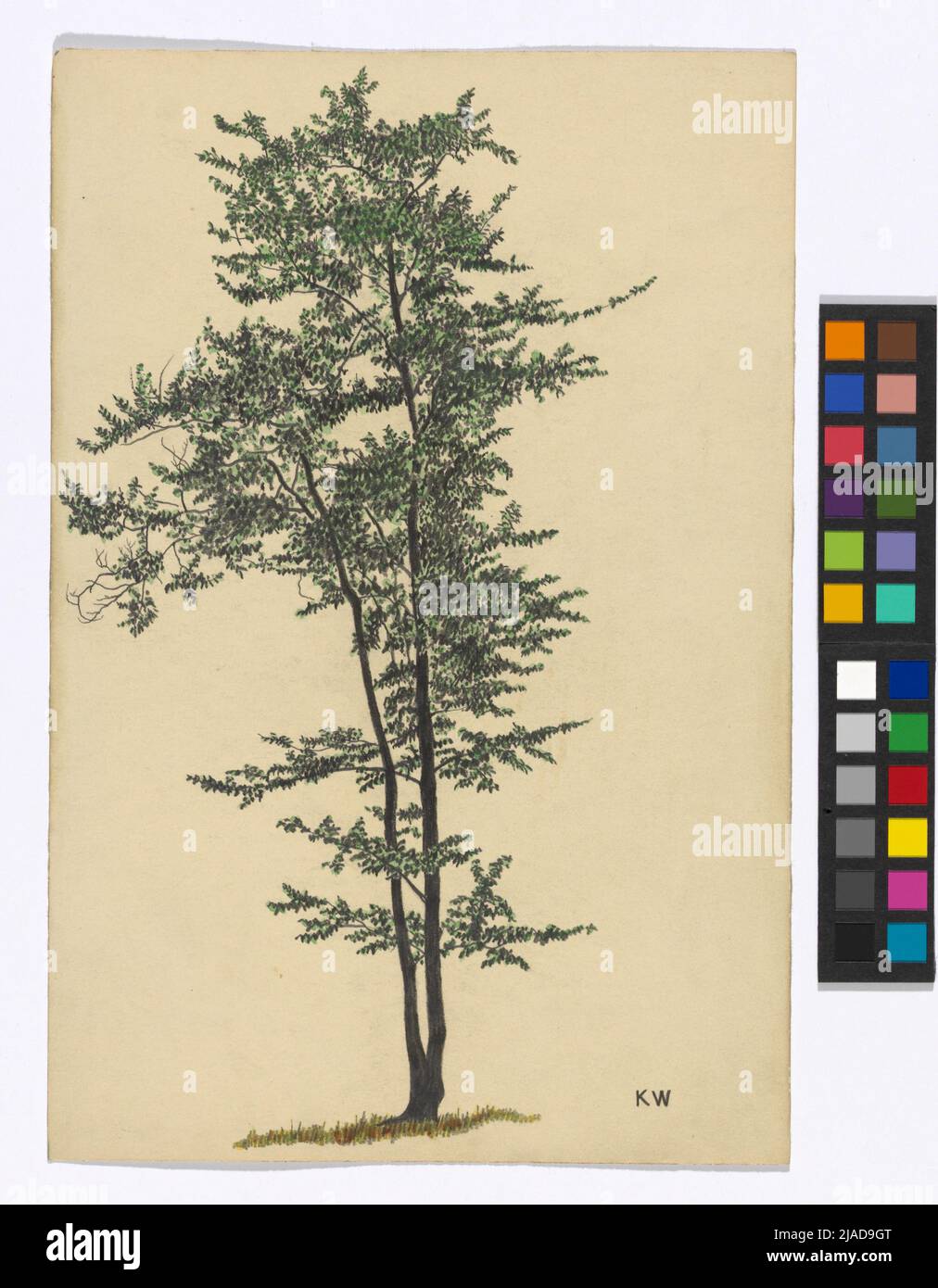 Without title (deciduous tree). Karl Wiener (1901-1949), artist Stock ...