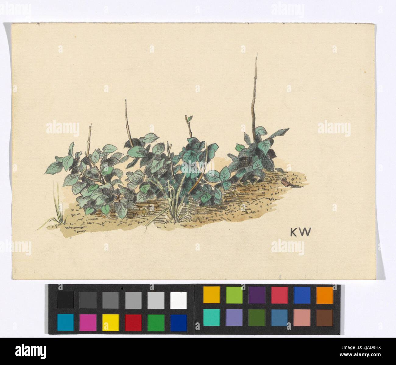 Forms inspired by plants hi-res stock photography and images - Alamy