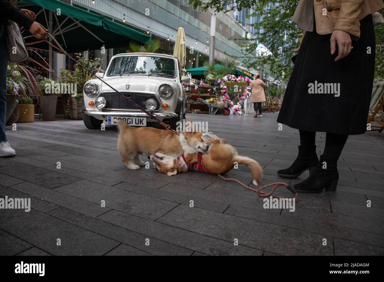 English dog lovers hi-res stock photography and images - Alamy