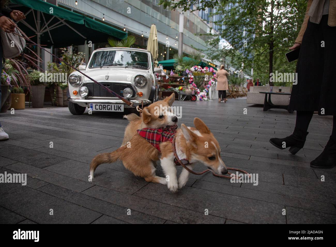London, UK. 29th May 2022. Corgis playing outside a pop-up Corgi Cafe ...