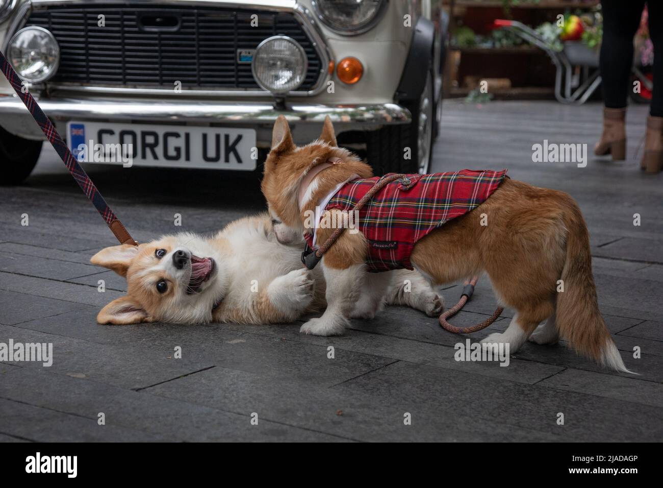 London, UK. 29th May 2022. Corgis playing outside a pop-up Corgi Cafe ...