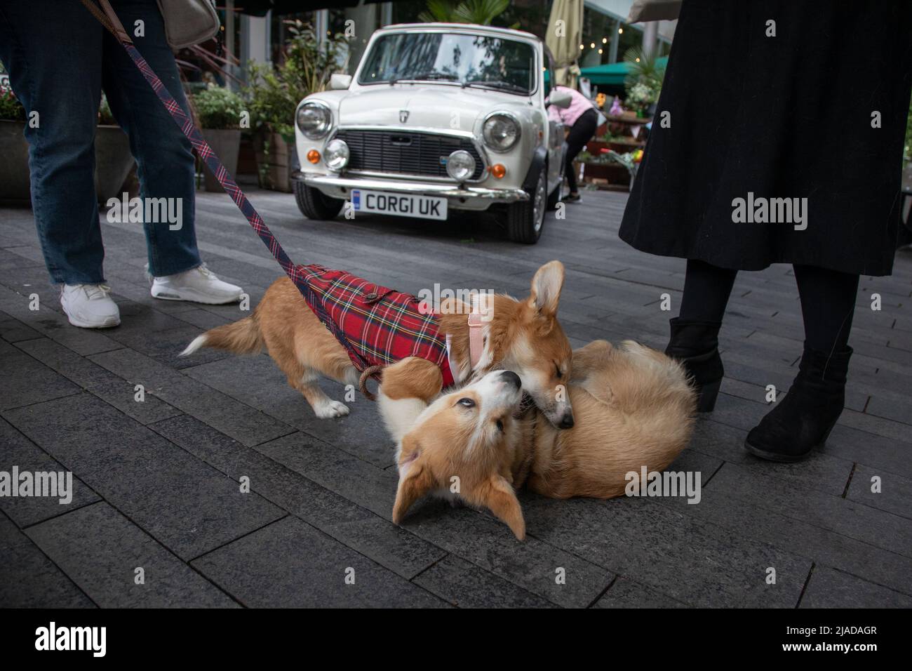 London, UK. 29th May 2022. Corgis playing outside a pop-up Corgi Cafe ...