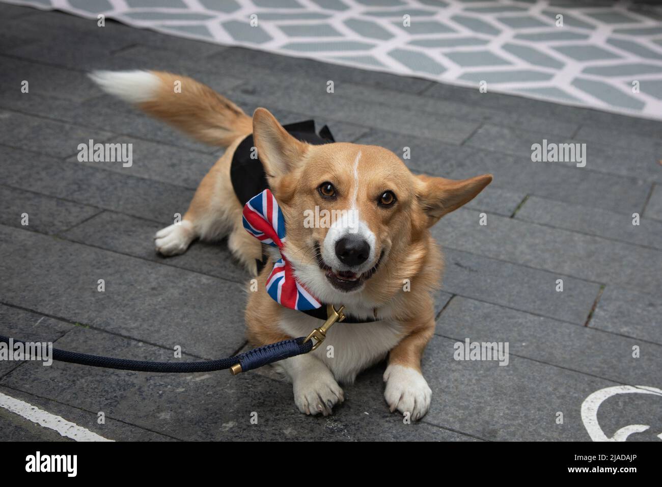 London, UK. 29th May 2022. A Corgi wears a Union Jack bow tie as a pop ...