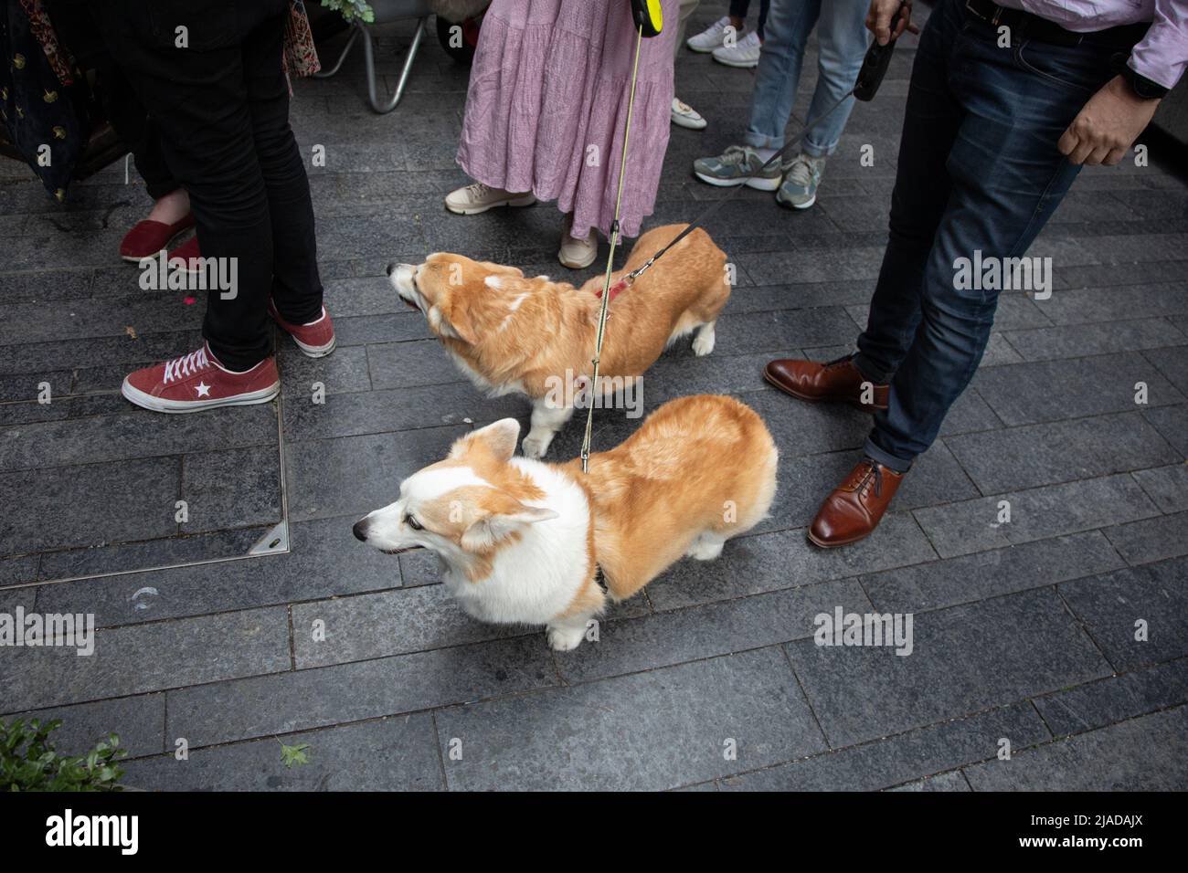 London, UK. 29th May 2022. Corgis and their owners wait outside a pop ...