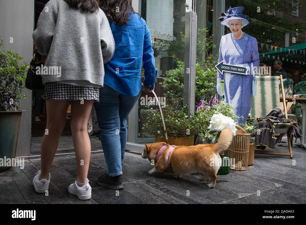 London, UK. 29th May 2022. A Corgi and her owners are shown into a pop ...