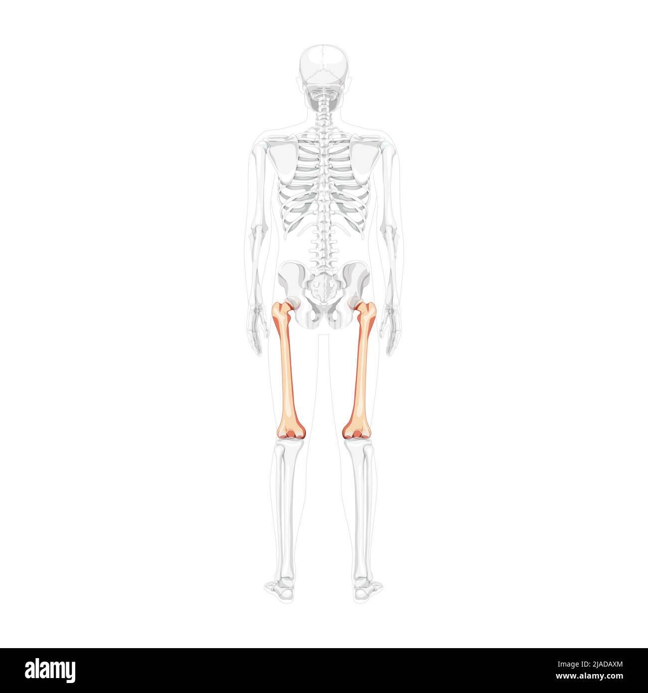Skeleton femur thigh bone Human back view with partly transparent bones ...