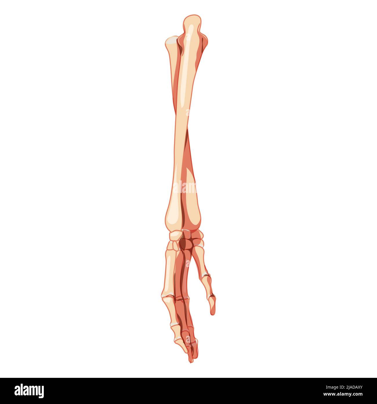 Forearms Skeleton Human back Posterior dorsal view. 3D ulna, radius ...