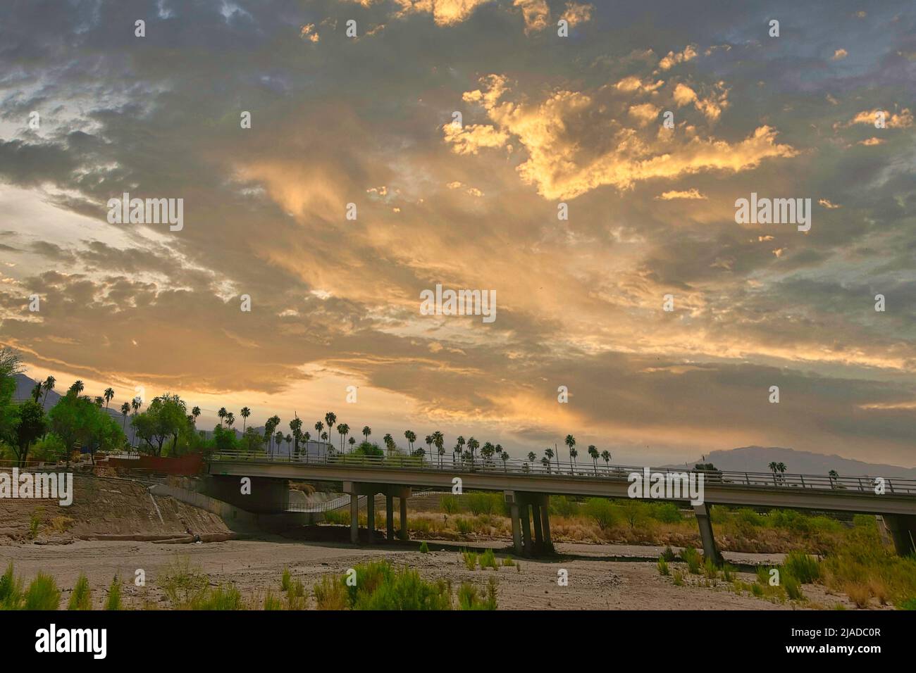 Palm trees along bridge Stock Photo - Alamy