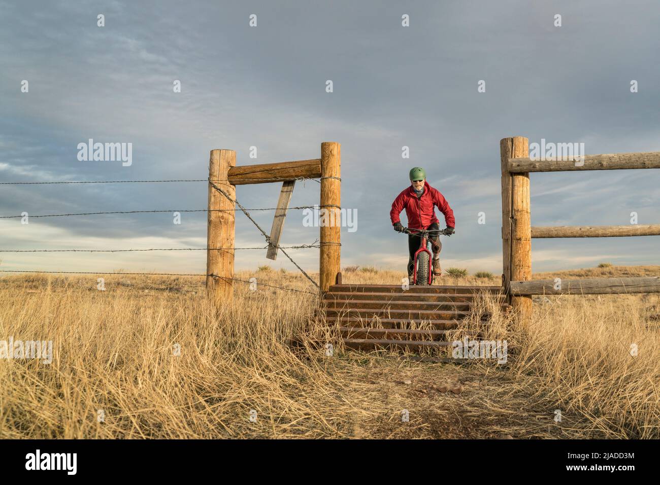 a senior male is riding a mountain fat bike and approaching a cattle ...