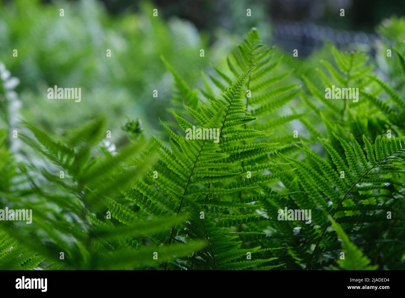 Defocused nature background green color, selective focus. Light Green ...