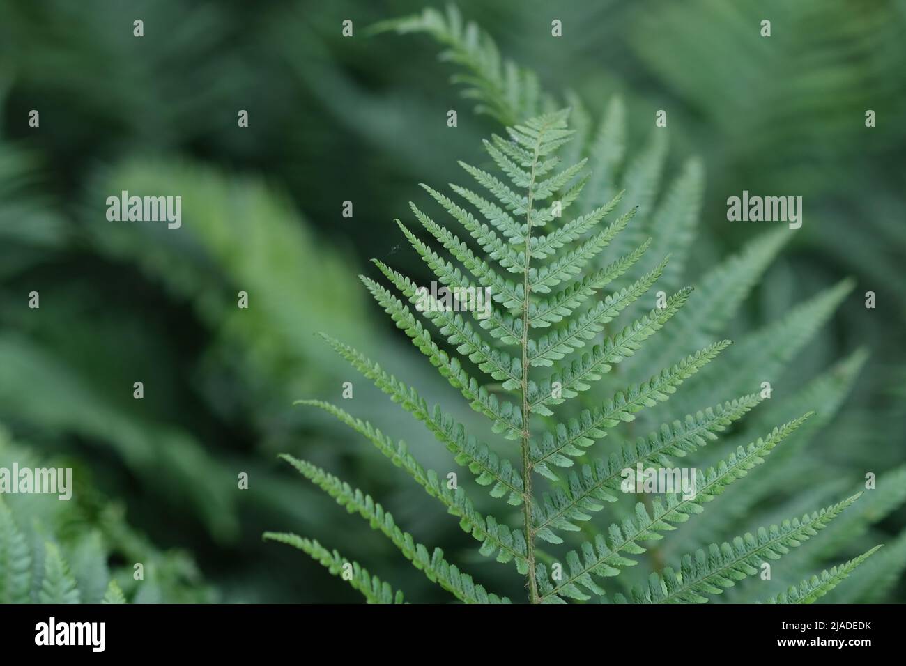 Defocused nature background green color, selective focus. Light Green ...