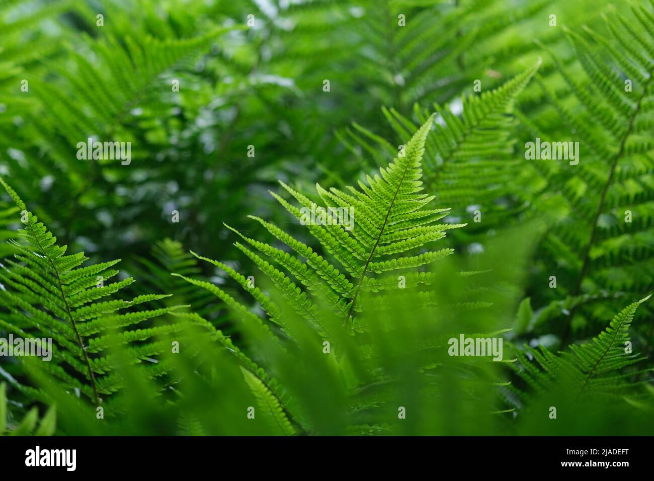 Defocused nature background green color, selective focus. Light Green ...