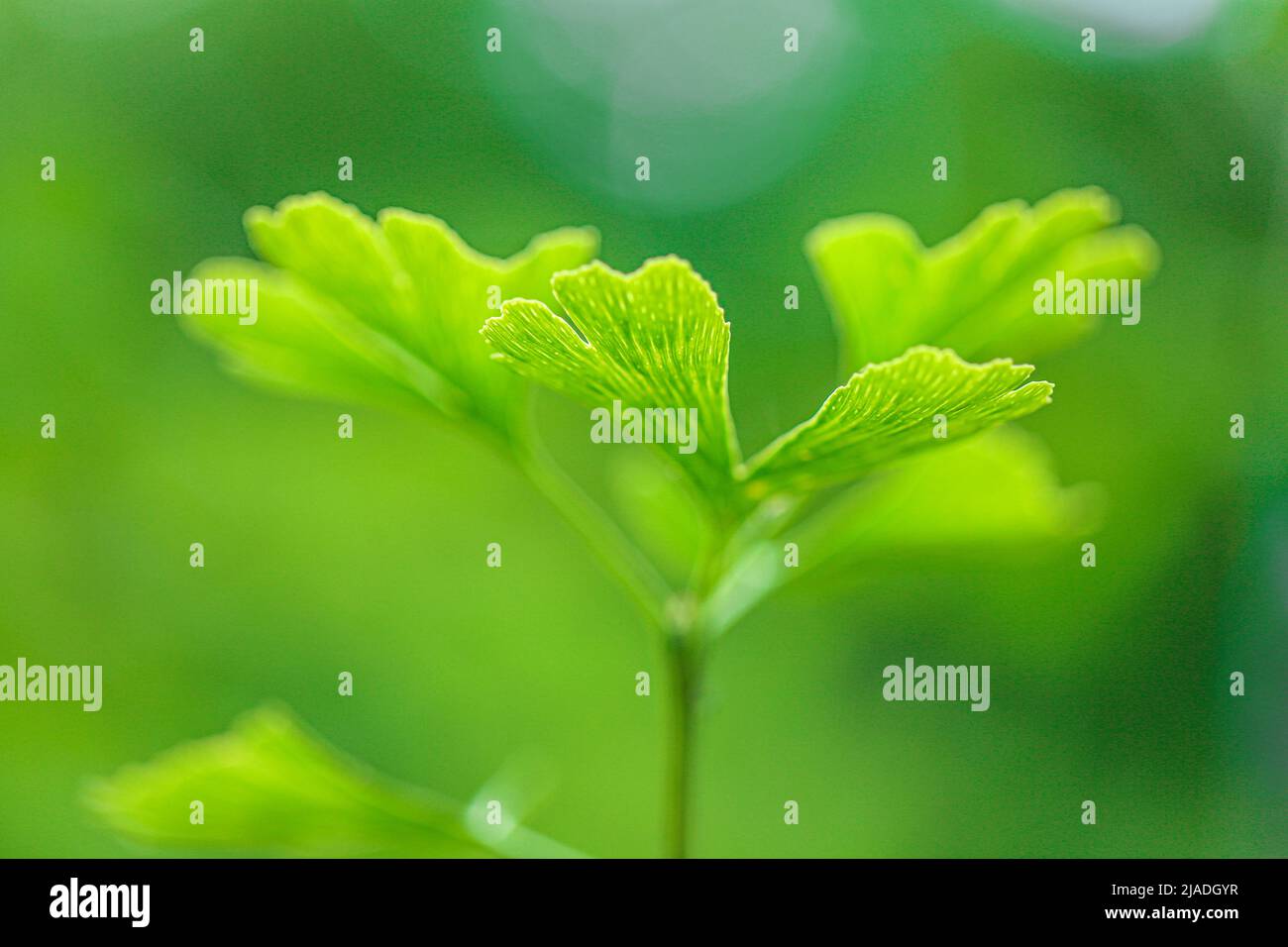 Ginkgo biloba leaf on green background.Ginkgo biloba plant in green ...