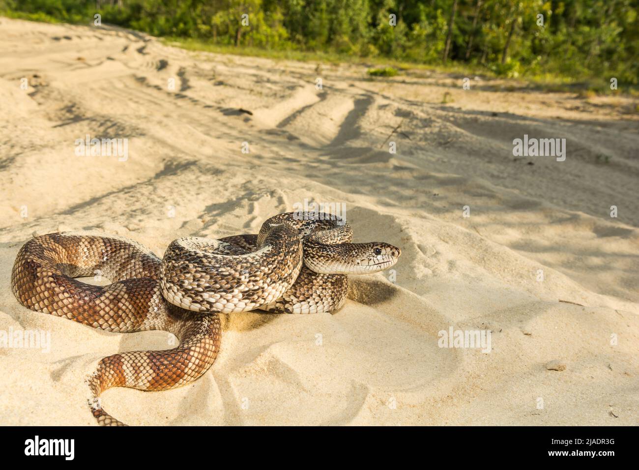 Florida Pine Snake - Pituophis melanoleucus mugitus Stock Photo - Alamy