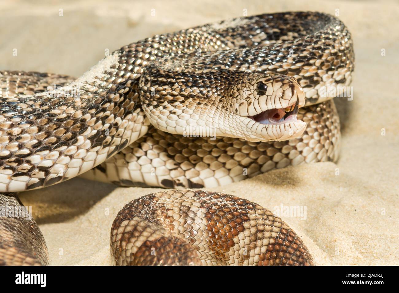 Florida pine snake hi-res stock photography and images - Alamy