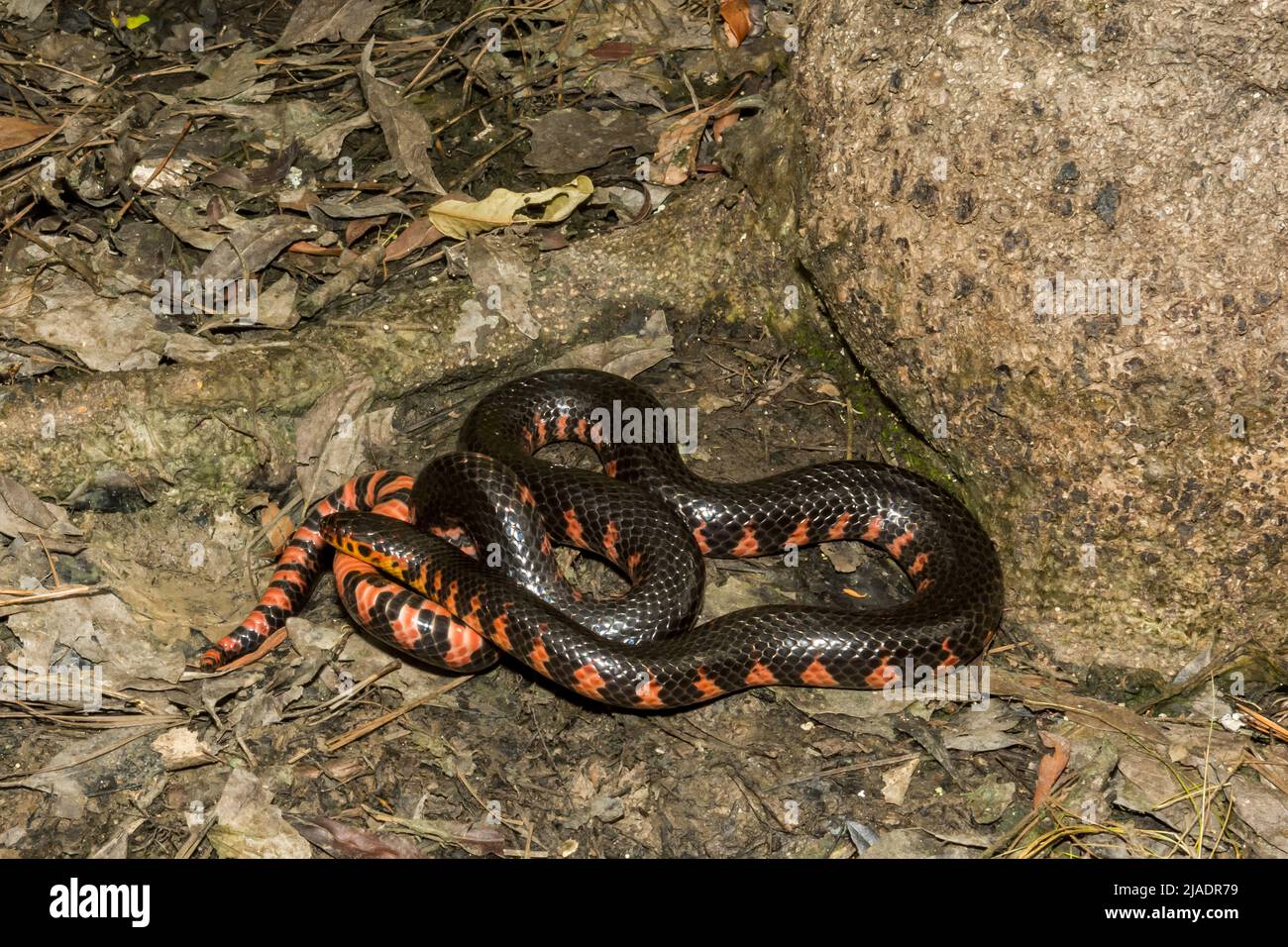 Eastern mudsnake hi-res stock photography and images - Alamy