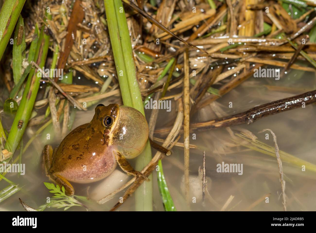 Squirrel Tree Frog - Hyla squirella Stock Photo - Alamy