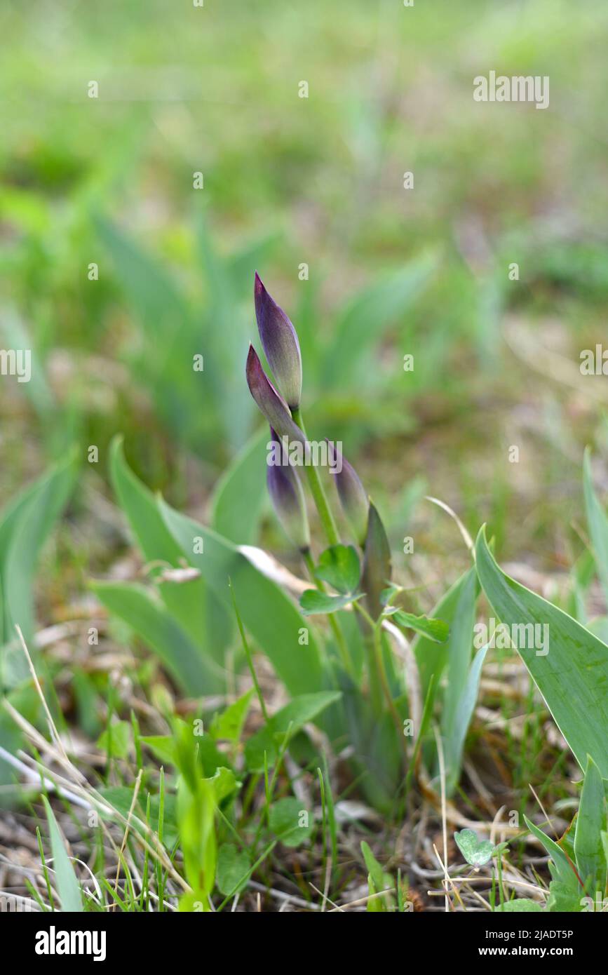 fresh buds of iris growing in spring Stock Photo - Alamy