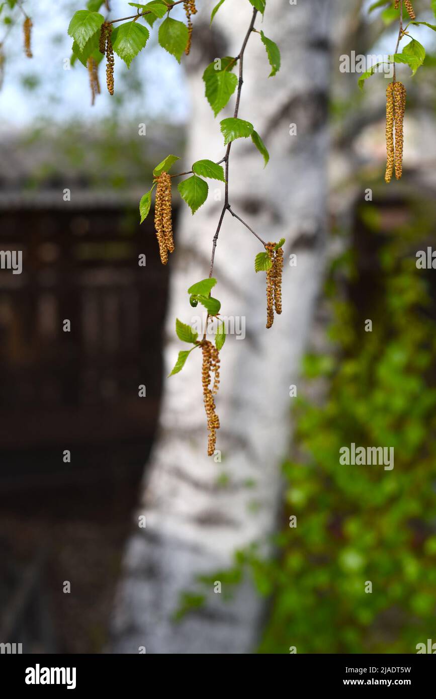 Birch tree pollen hi-res stock photography and images - Alamy