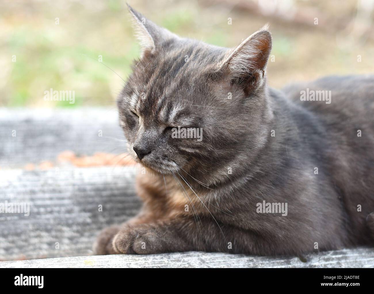 Relax domestic hi-res stock photography and images - Alamy