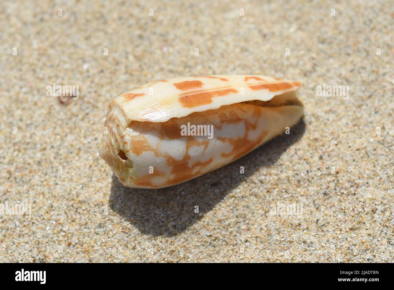 Seashells of South China sea of Vietnam Stock Photo - Alamy
