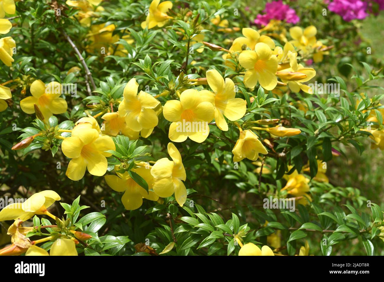 Allamanda flower hi-res stock photography and images - Alamy