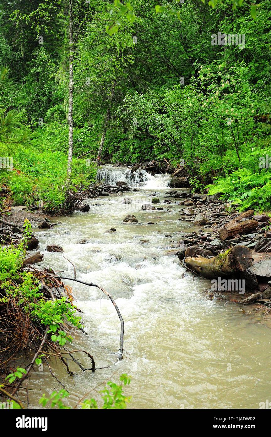 A small stormy river flows through the morning forest after rain ...