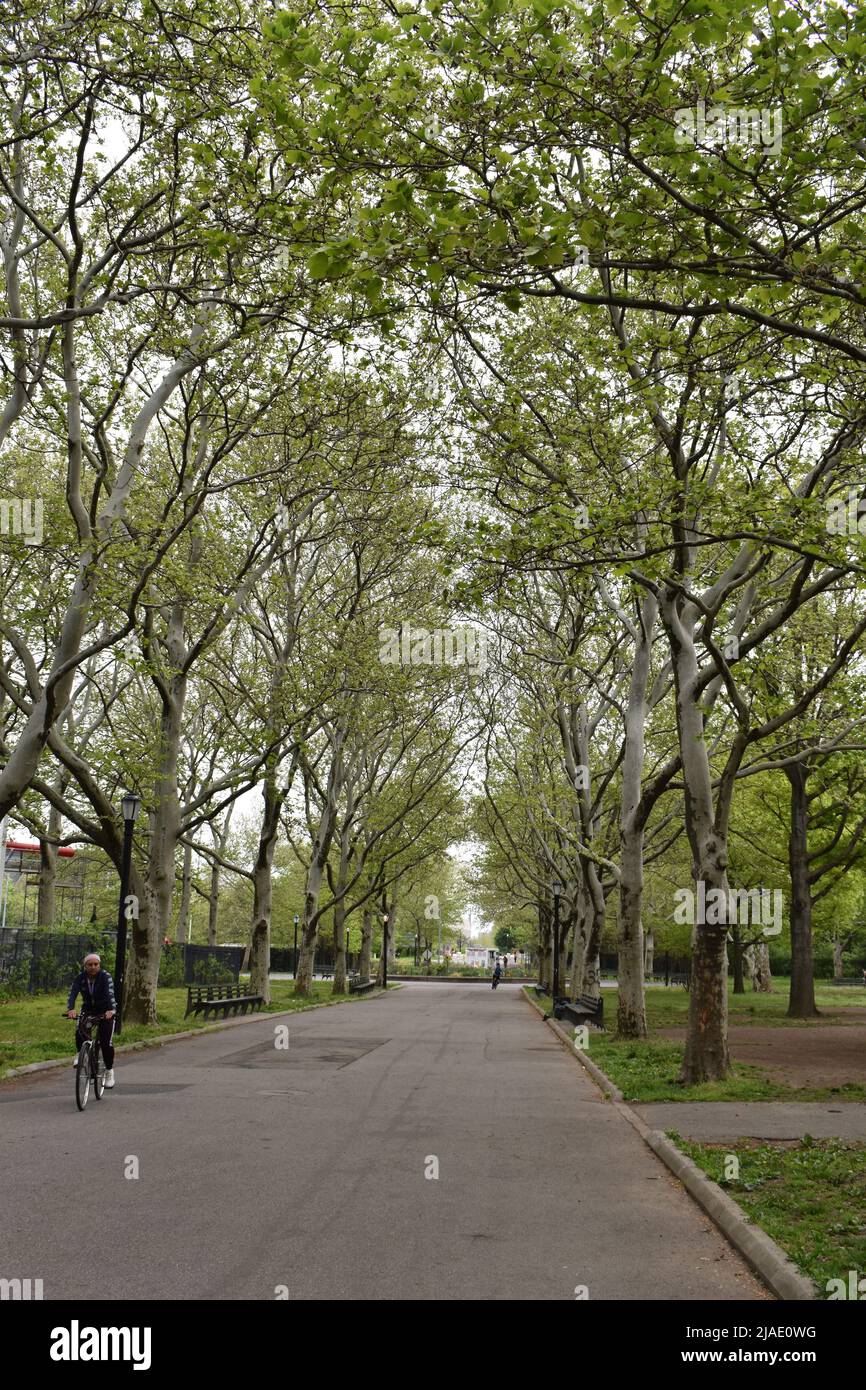 Tree line a pathway during the 2022 spring season in the Flushing ...
