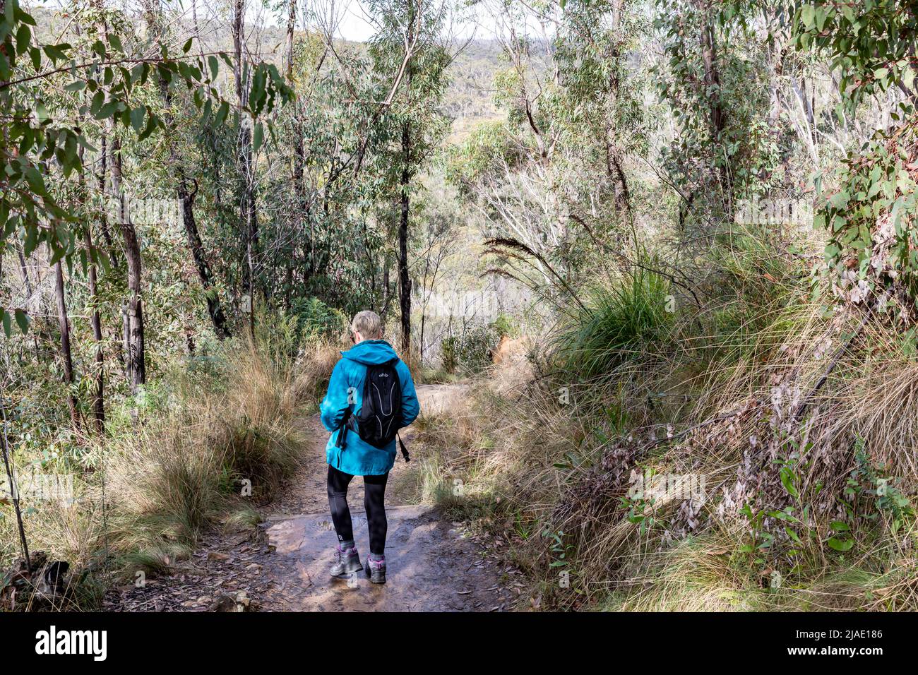 Female woman hiker, model released, wearing waterproof jacket hiking in ...