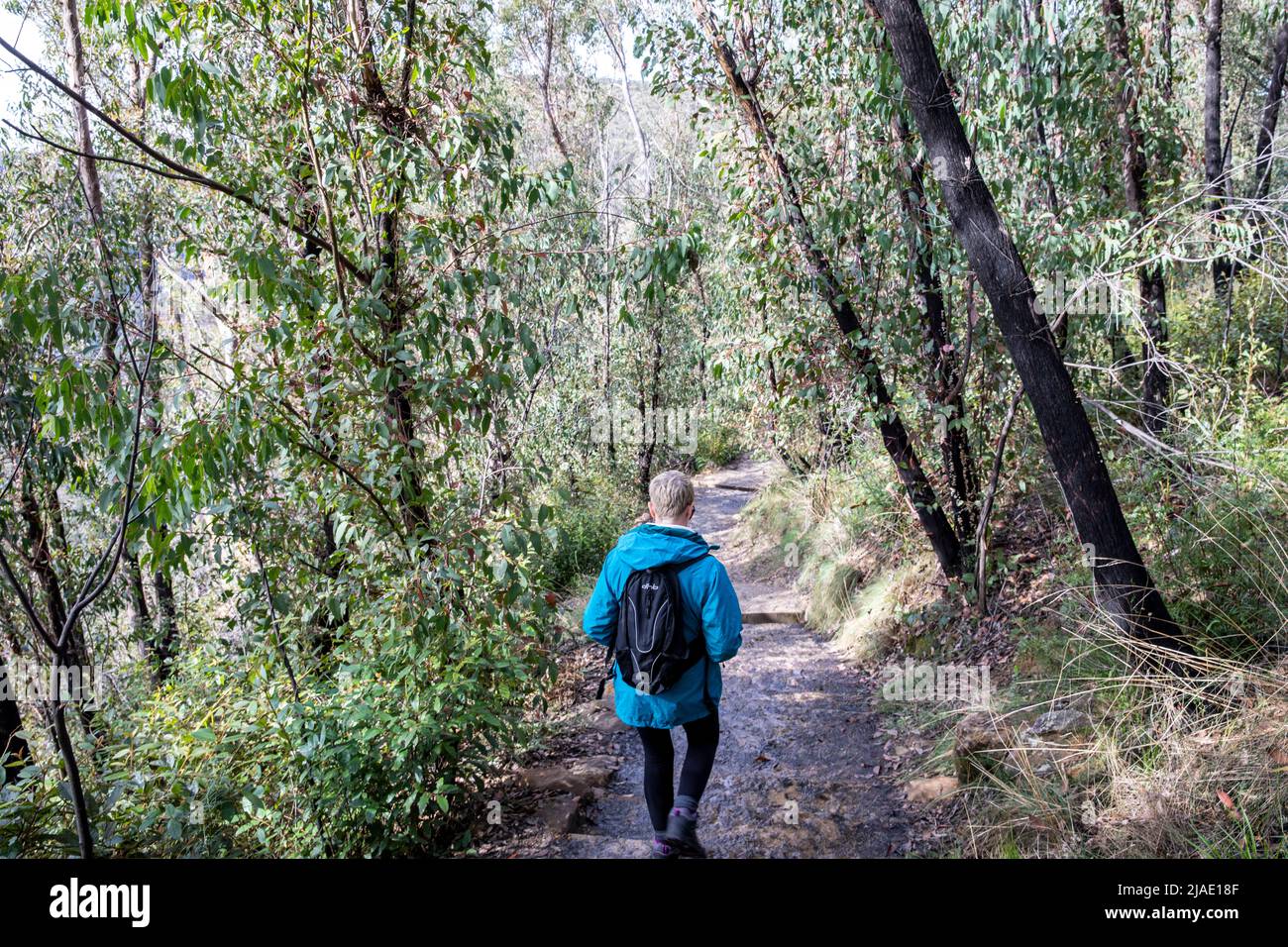 Female woman hiker, model released, wearing waterproof jacket hiking in ...