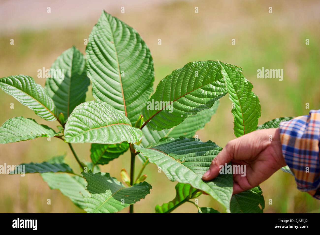 Human hand holding mitragyna speciosa or Kratom leaf on tree branch ...