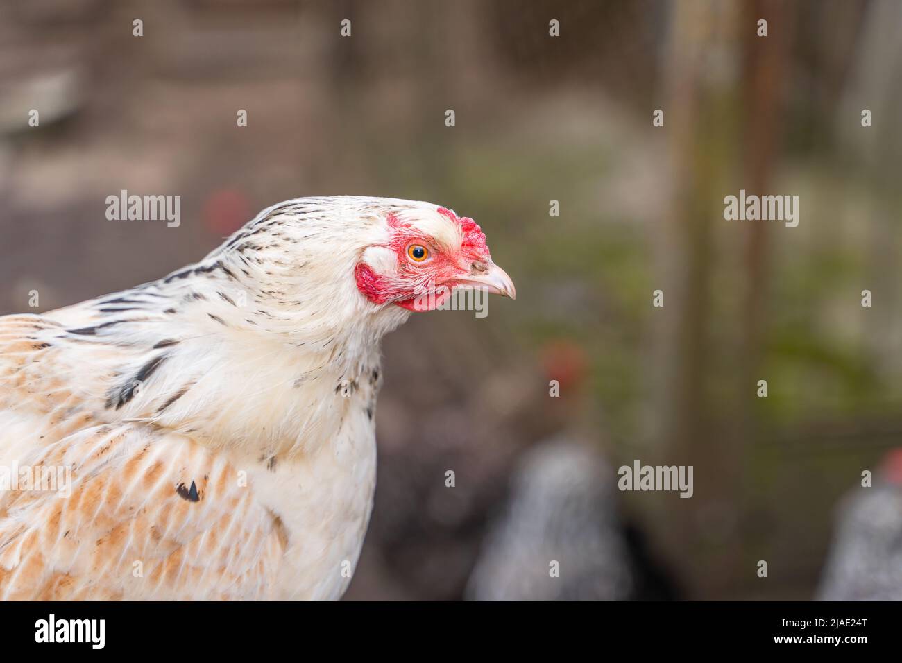 A beautiful white-colored domestic chicken close-up looks at the camera ...
