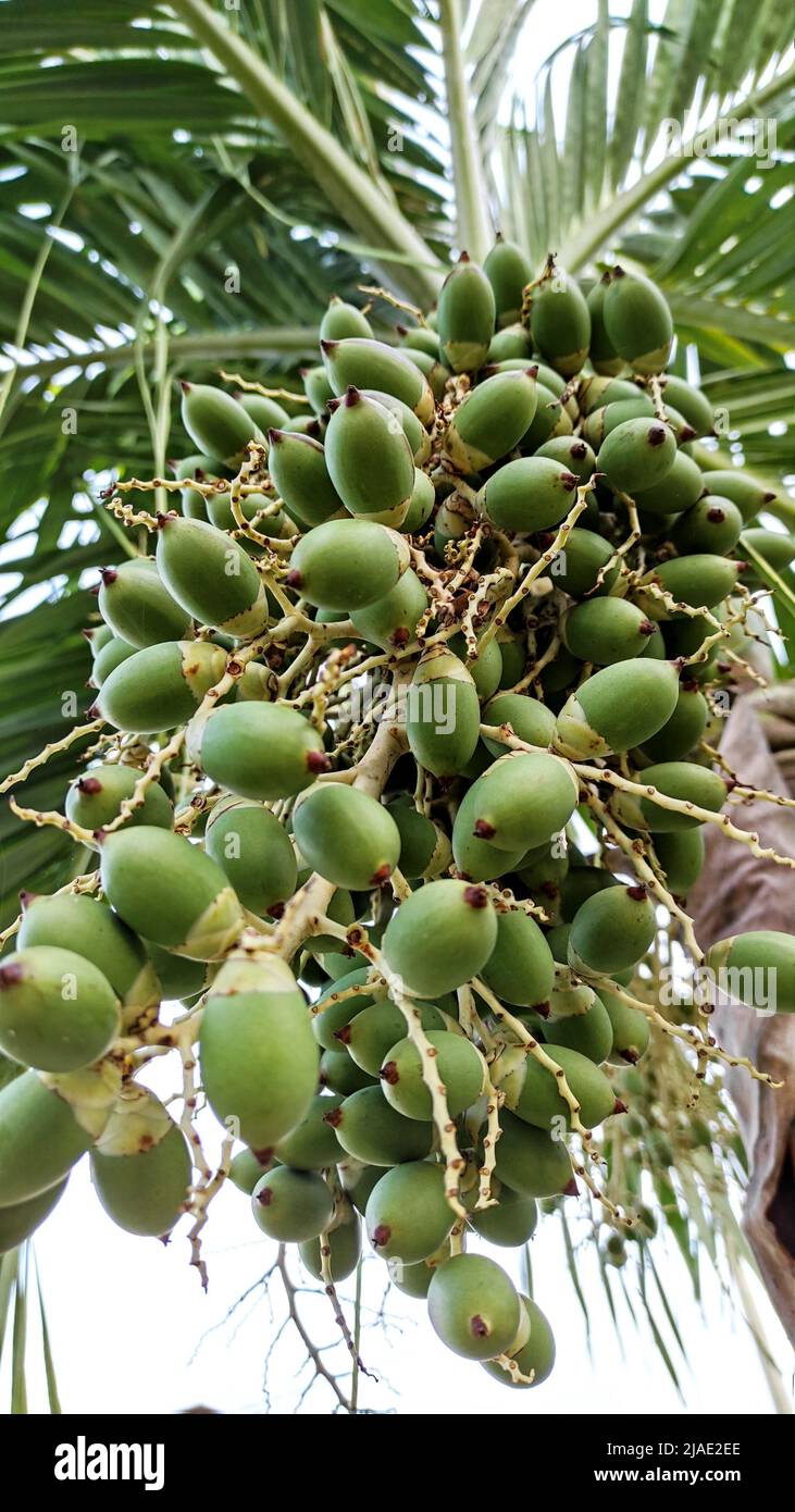 areca nut tree in city park Stock Photo - Alamy