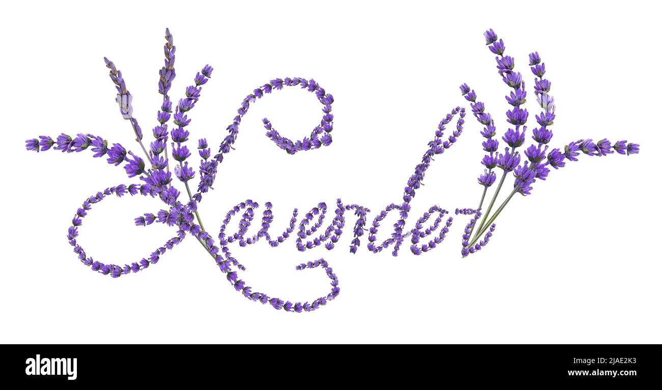 Word LAVENDER made of fresh flowers on white background Stock Photo - Alamy