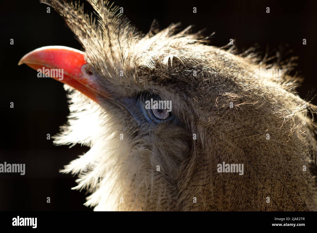Red legged seriema animal hi-res stock photography and images - Alamy