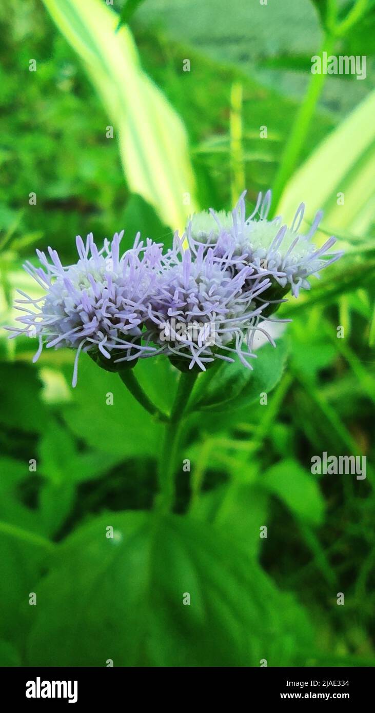 Soka flower hi-res stock photography and images - Alamy