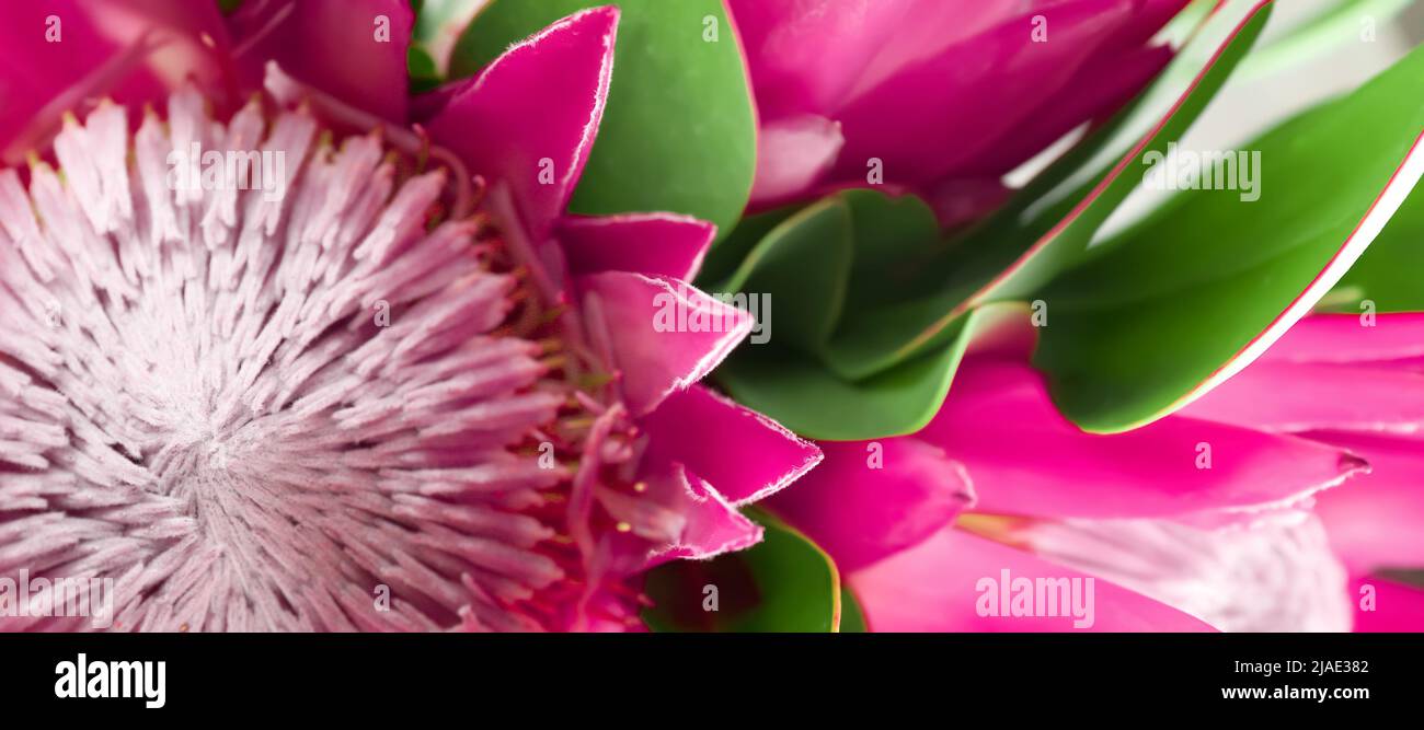 Long leaf protea hi-res stock photography and images - Alamy